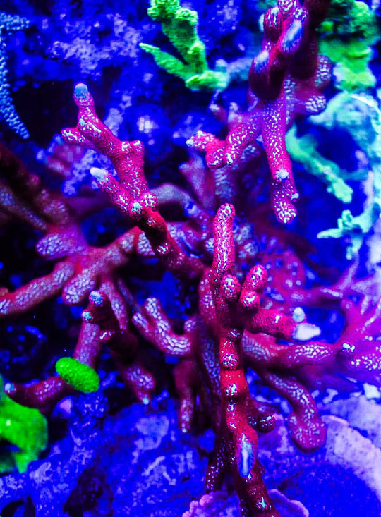 PAR data – Quanta Lights