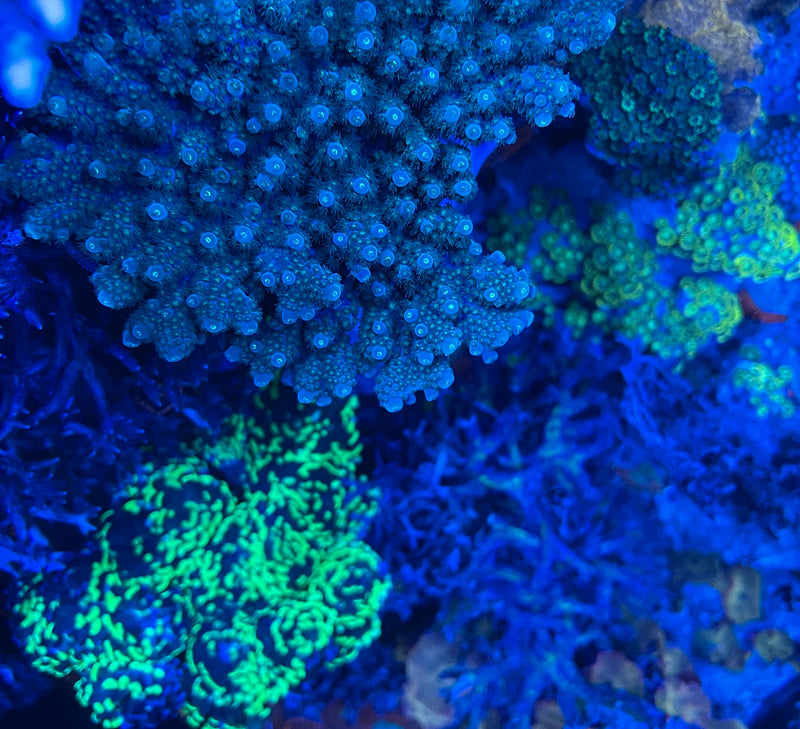 Quanta Helix – Quanta Lights