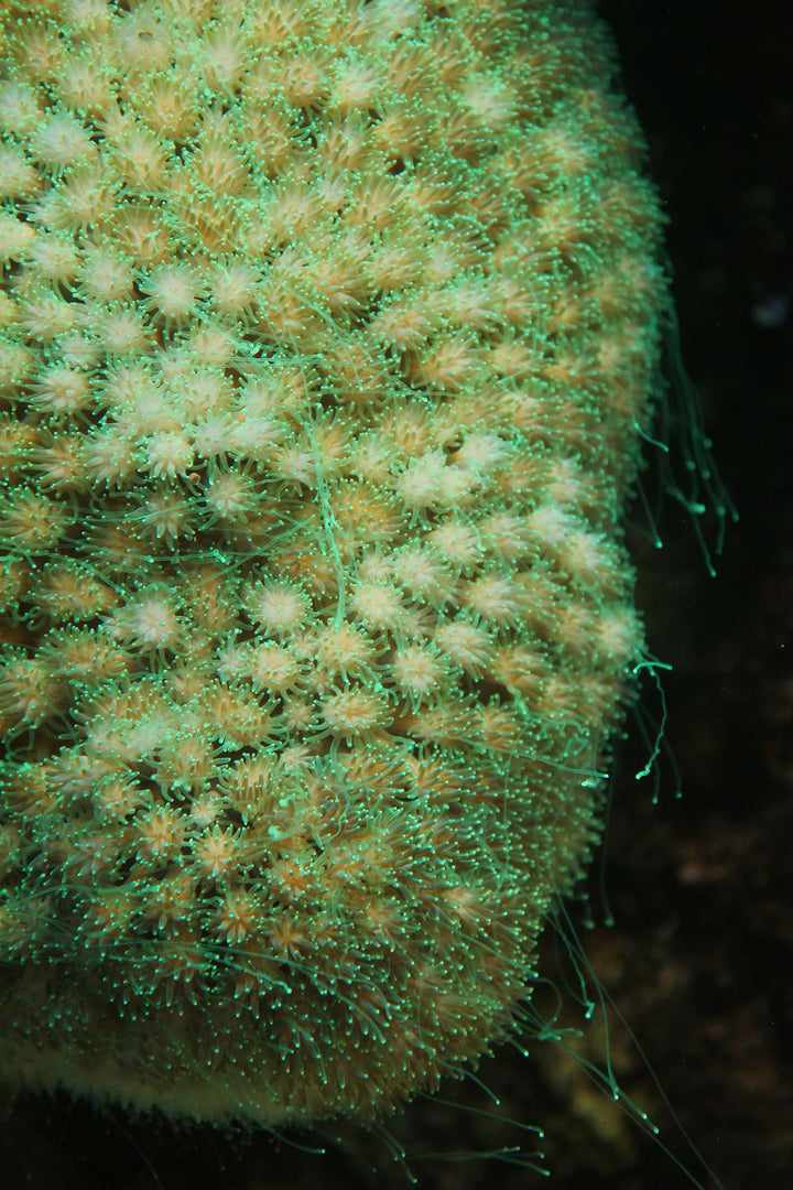 PAR data – Quanta Lights