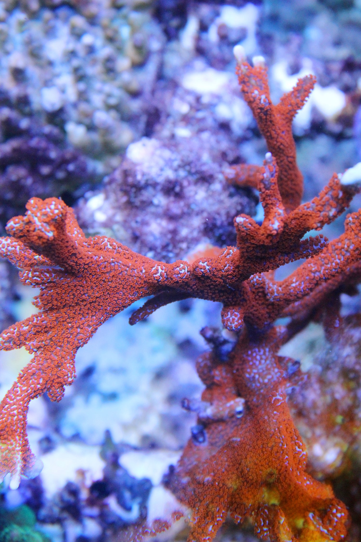 About Us – Quanta Lights