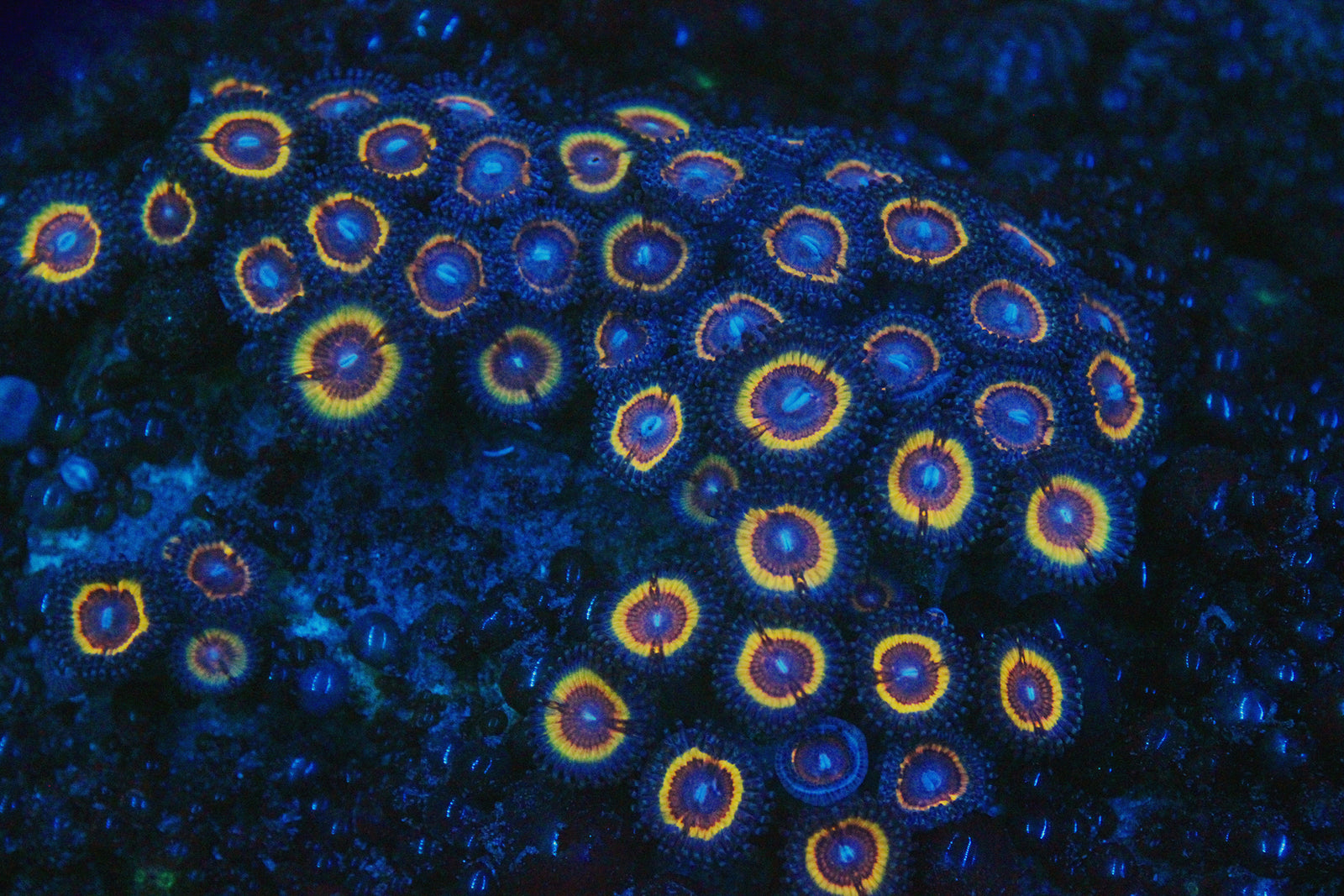 PAR data – Quanta Lights