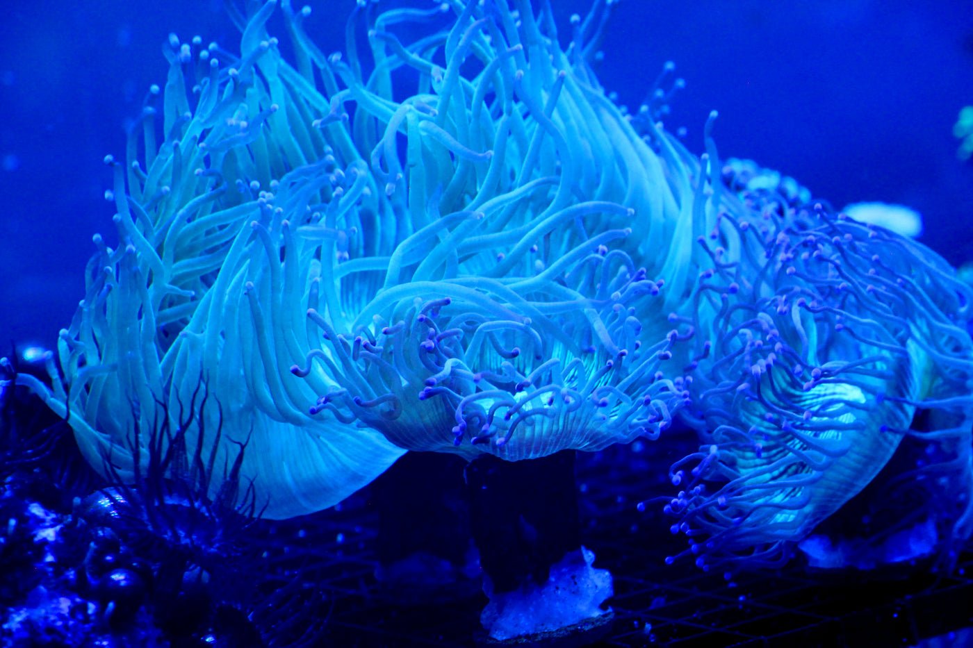 Quanta Helix – Quanta Lights