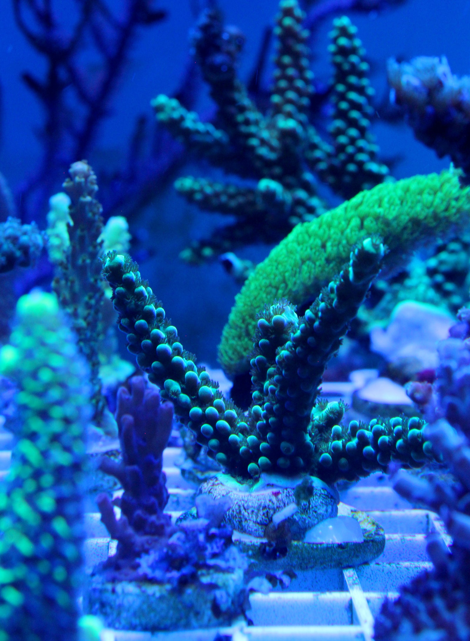 PAR data – Quanta Lights