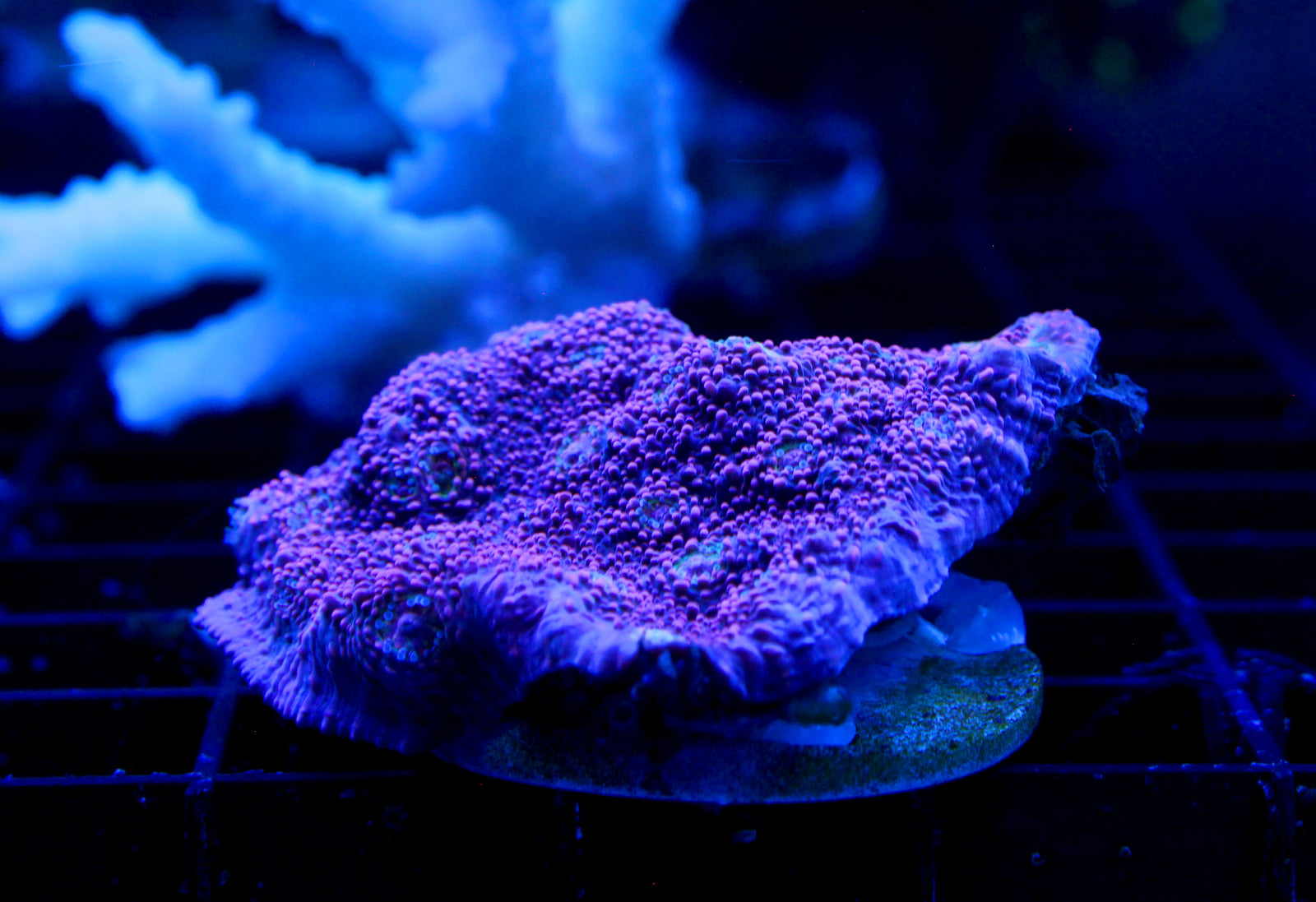 Quanta Helix – Quanta Lights